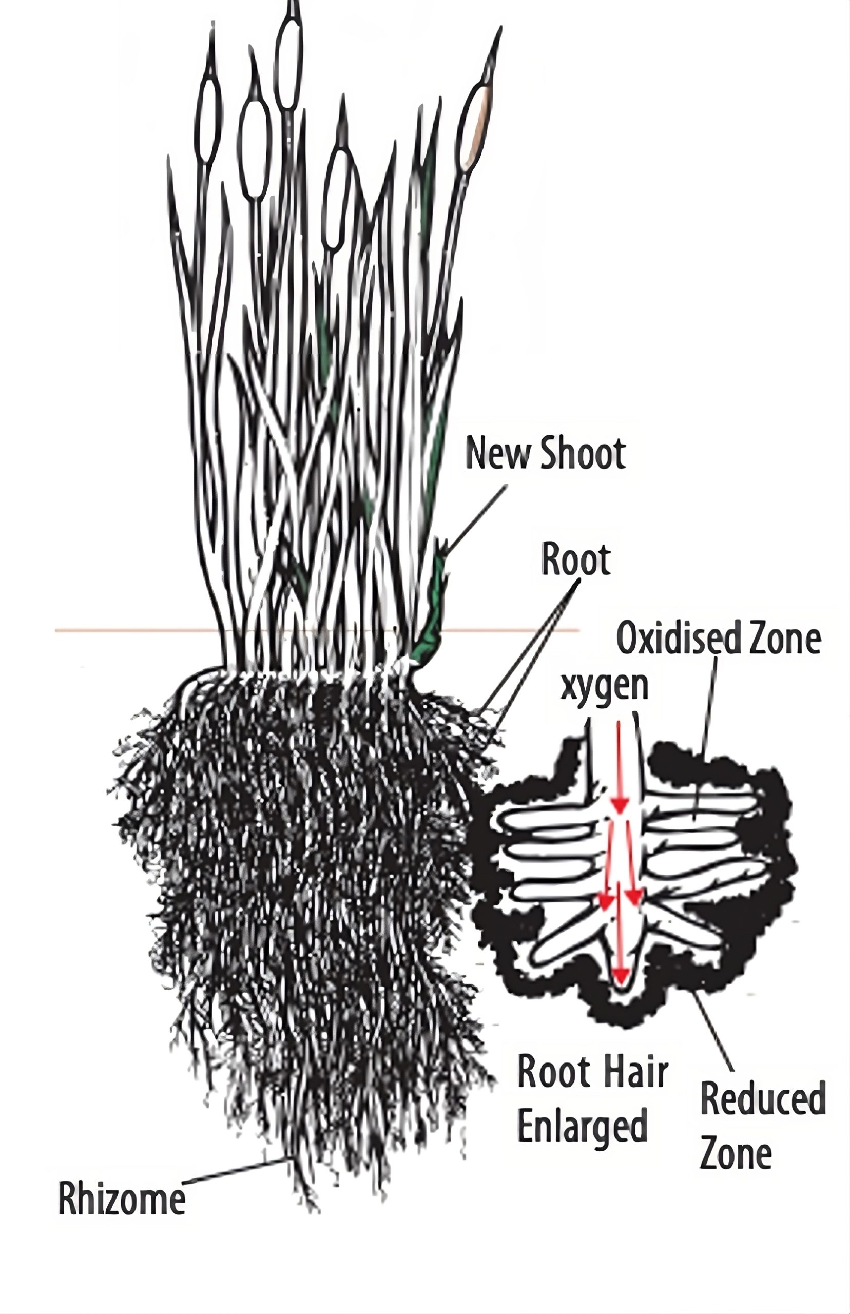 2.3 What aquatic plants can be used in a planted gravel filter ...