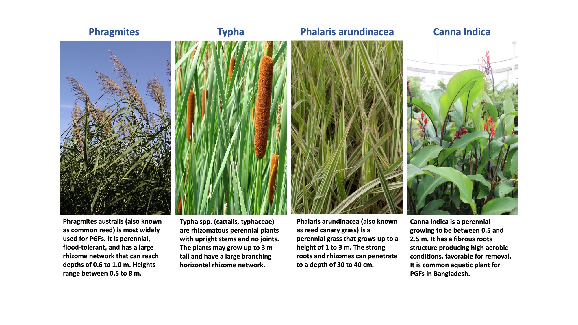 2.3 What aquatic plants can be used in a planted gravel filter ...