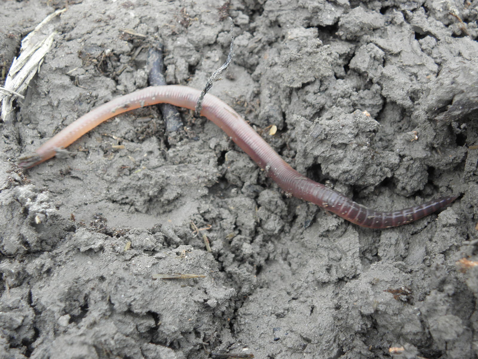 5.2 What worm species can be considered for vermicomposting ...
